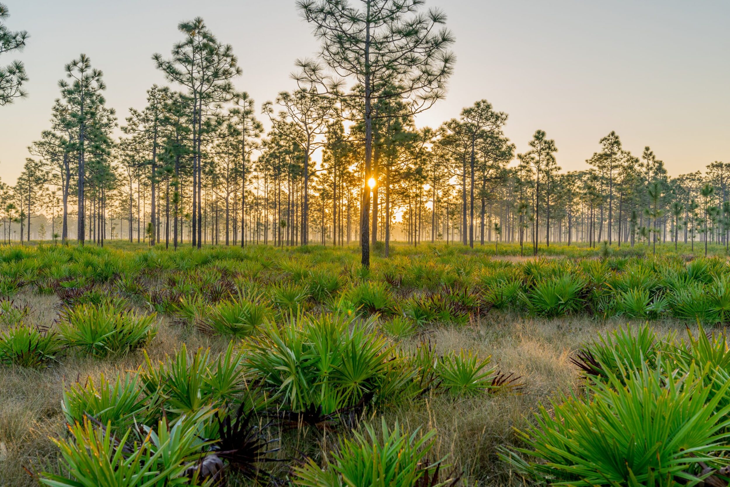 Florida Land for Sale | Hayden Outdoors