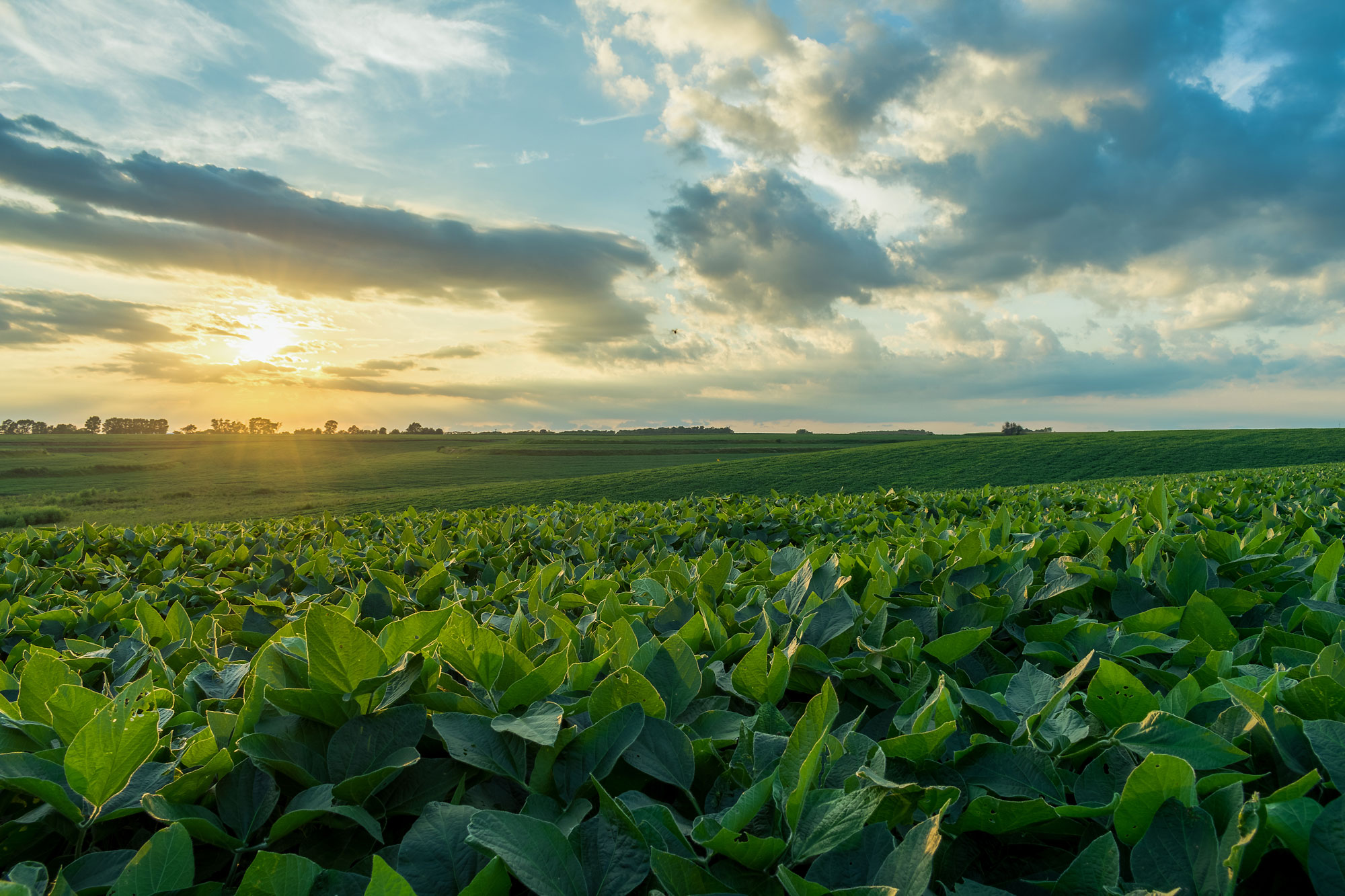Nebraska Land For Sale | Hayden Outdoors