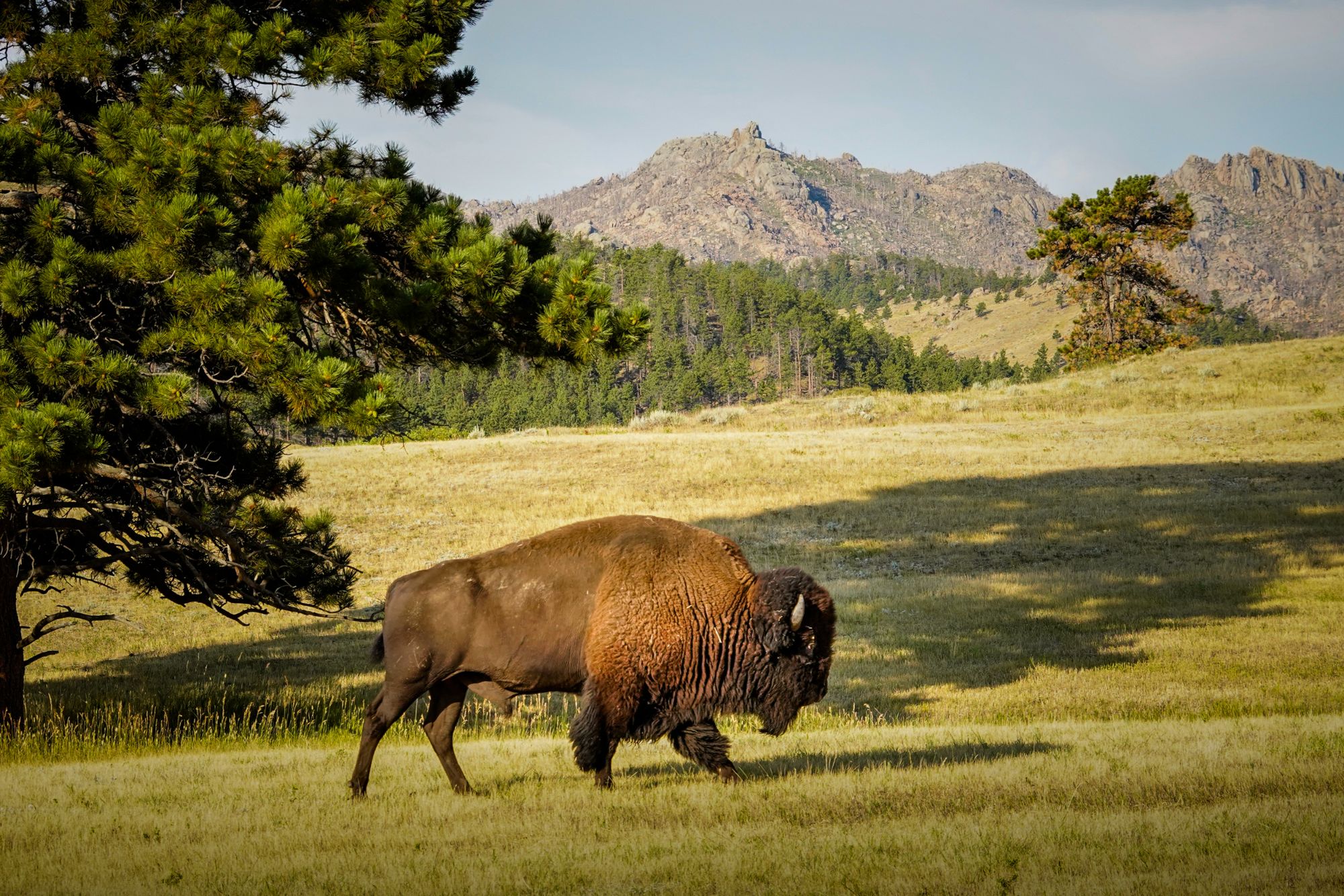 Twin Pine Ranch | Hayden Outdoors