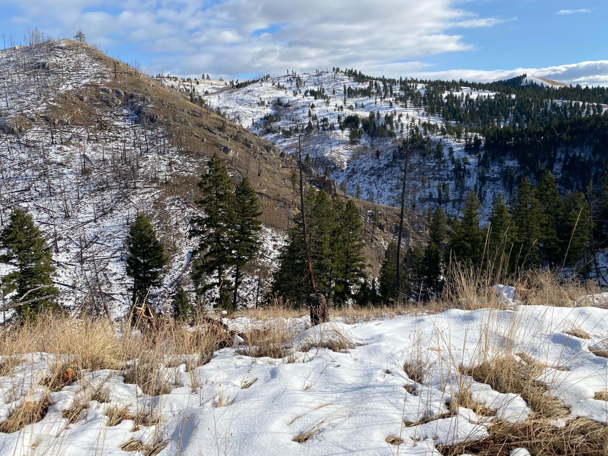 NHN Packer Gulch Road | Hayden Outdoors