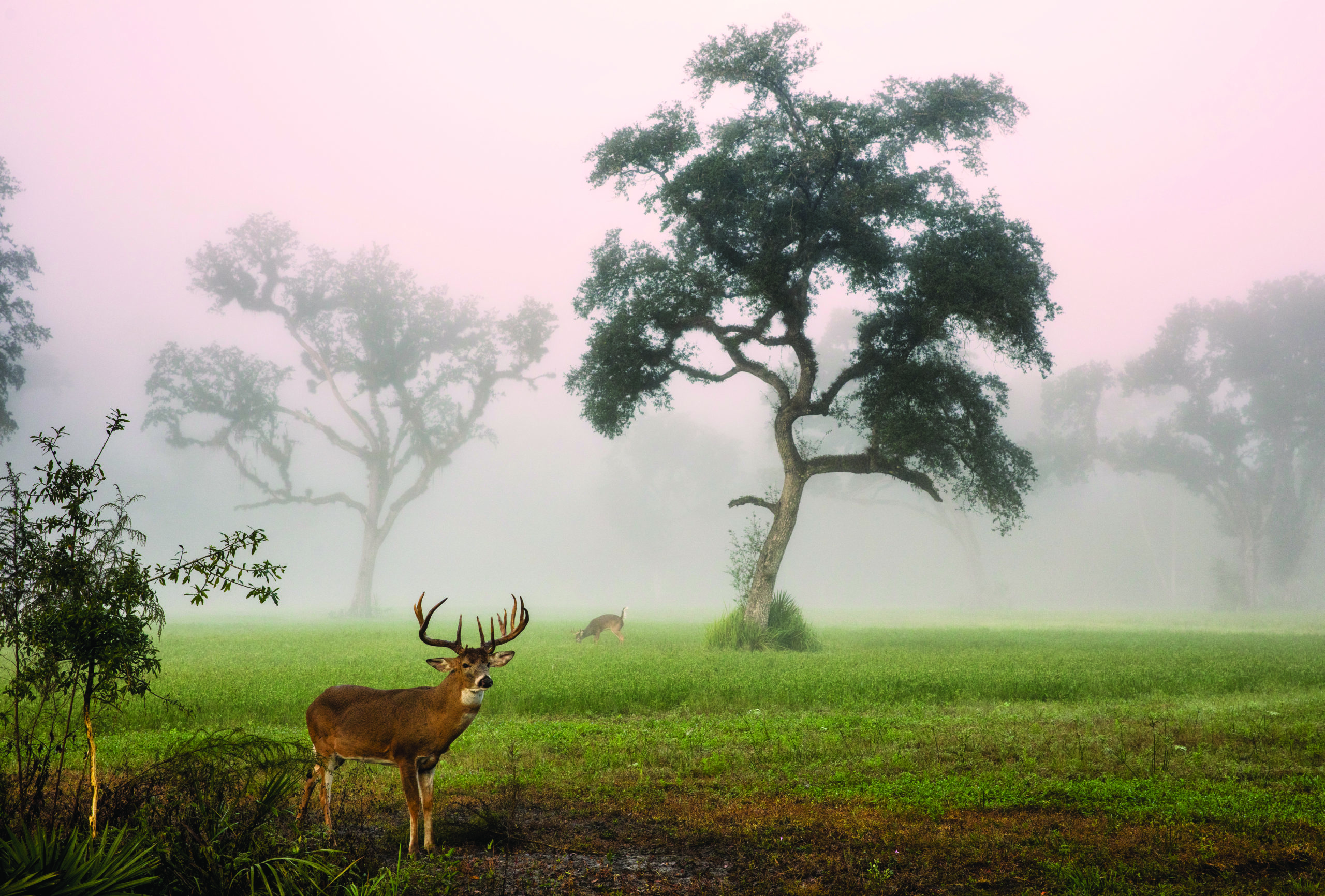 Turn Your Old-Growth Property into a Deer Sanctuary | Hayden Outdoors