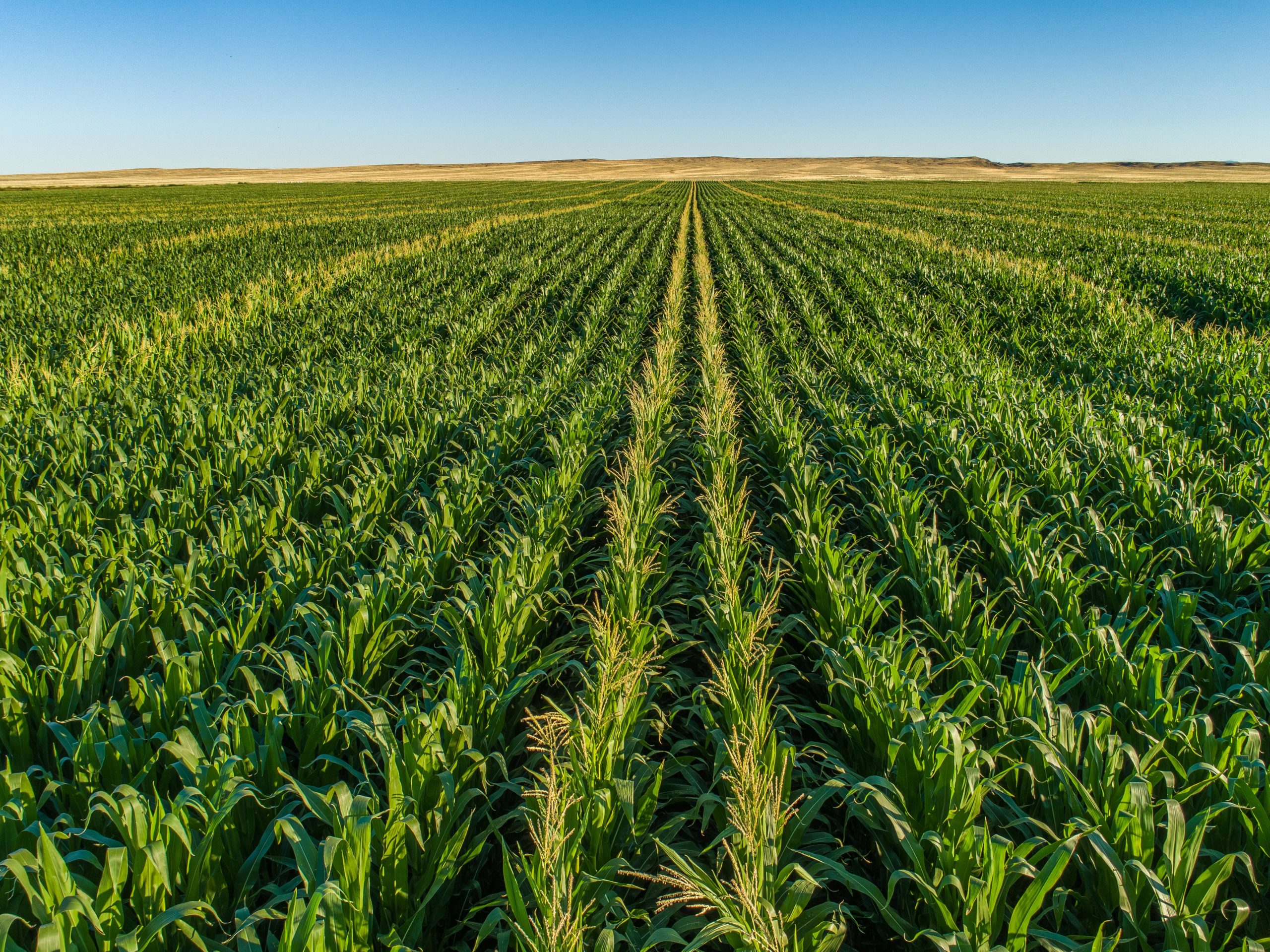 Buying Row Crop Farmland Recommendations | Hayden Outdoors