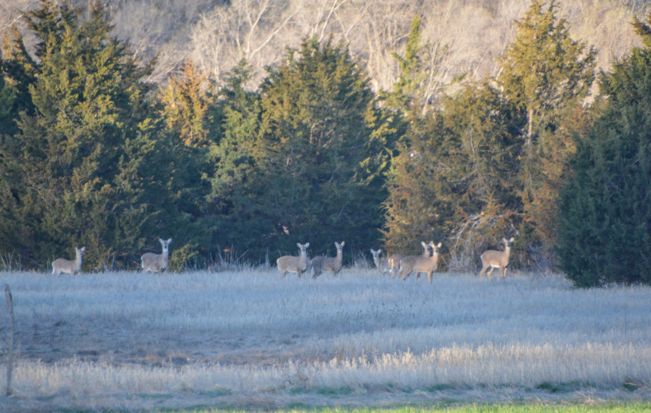 Pratt County Hunt & Farm | Hayden Outdoors