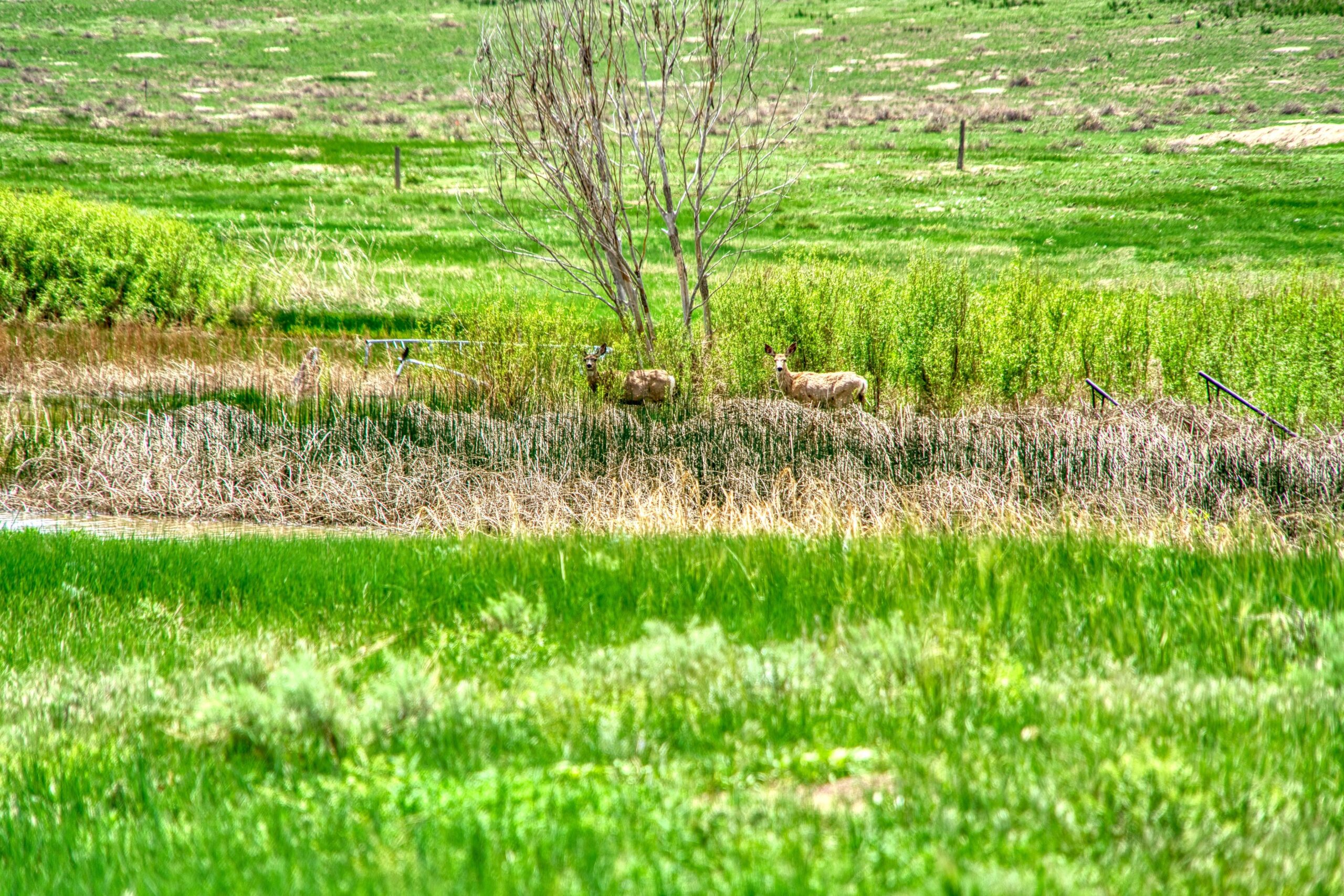 Tom Kime Reservoir Hunt, Hay or Home | Hayden Outdoors