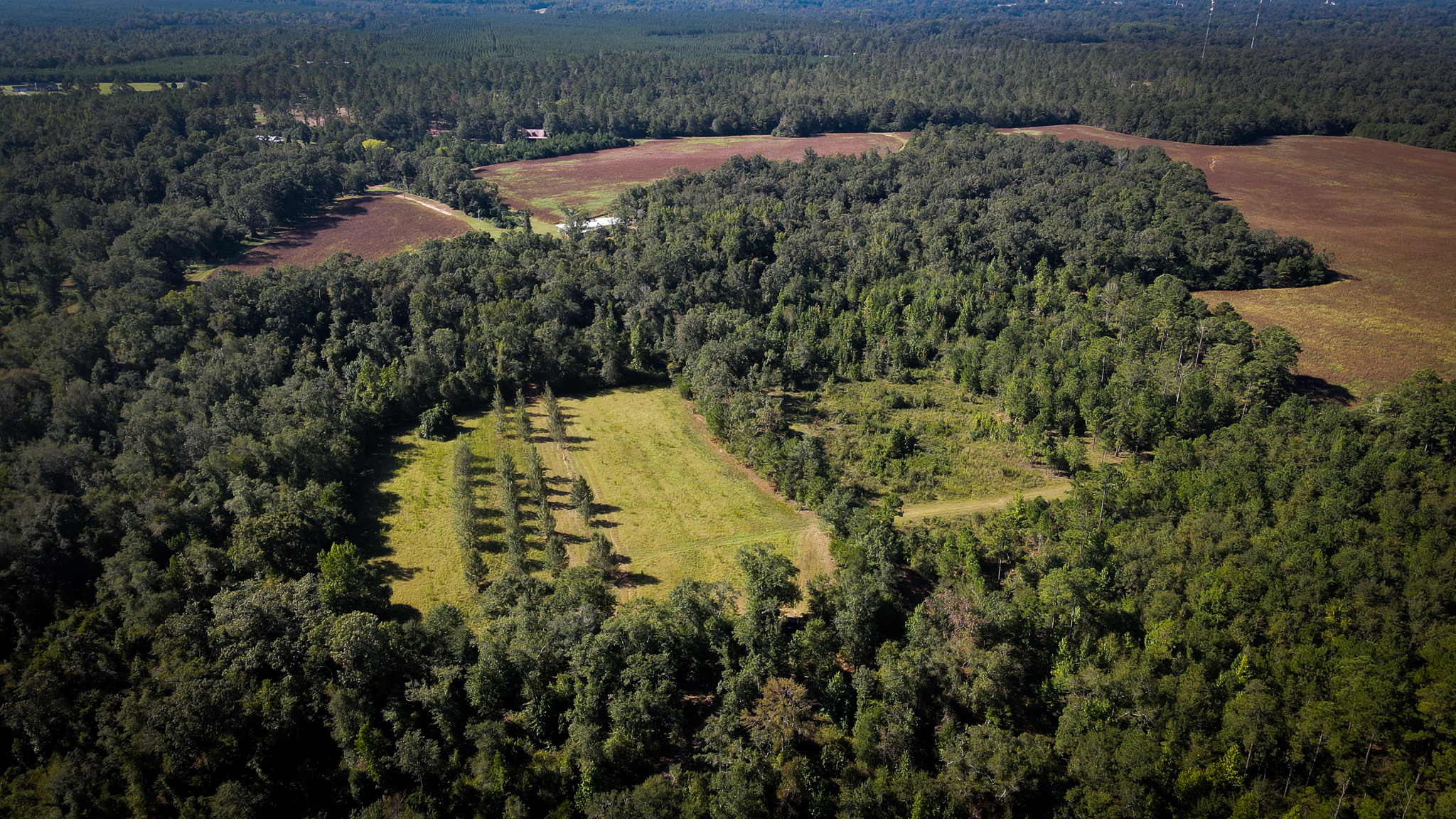 White Oak Farms 750+- Ac Randolph County Ga | Hayden Outdoors