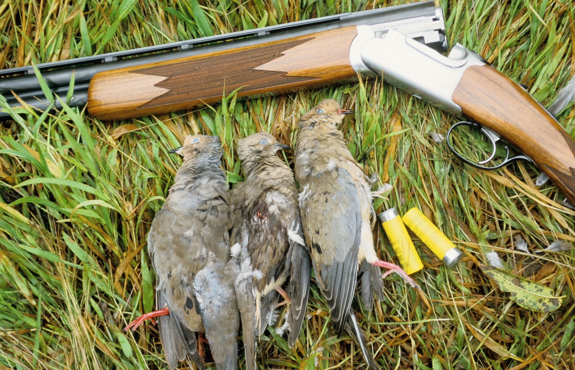 Dove Hunting Season Hot Spots | Hayden Outdoors