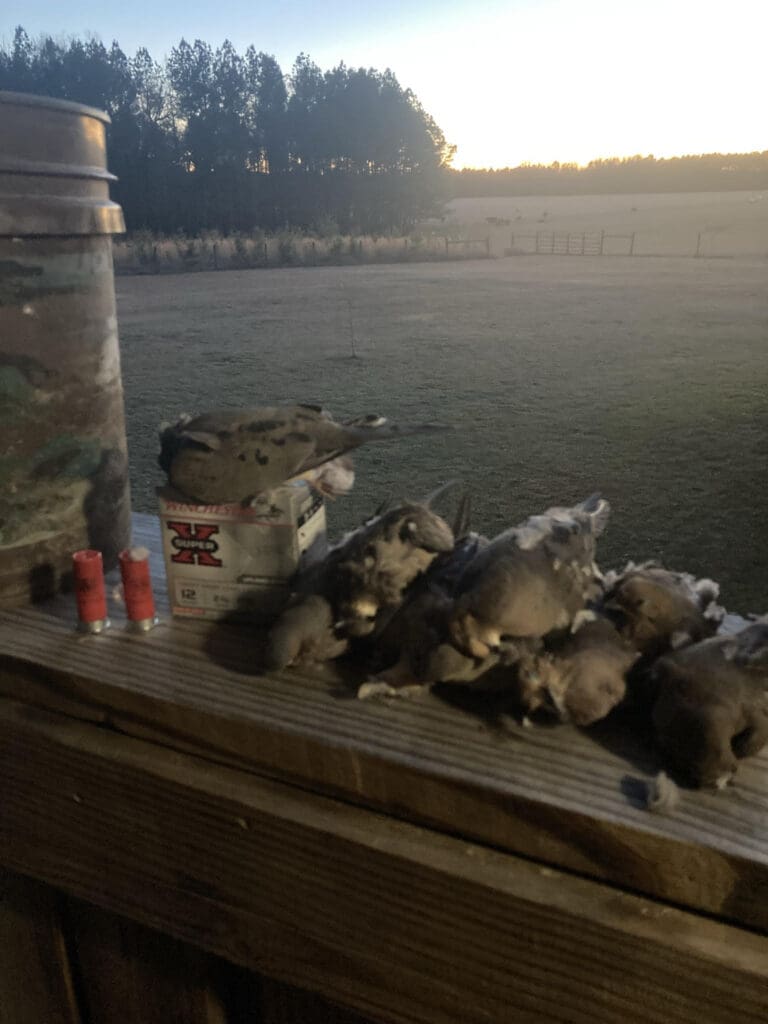 Dove Hunting Season Hot Spots | Hayden Outdoors