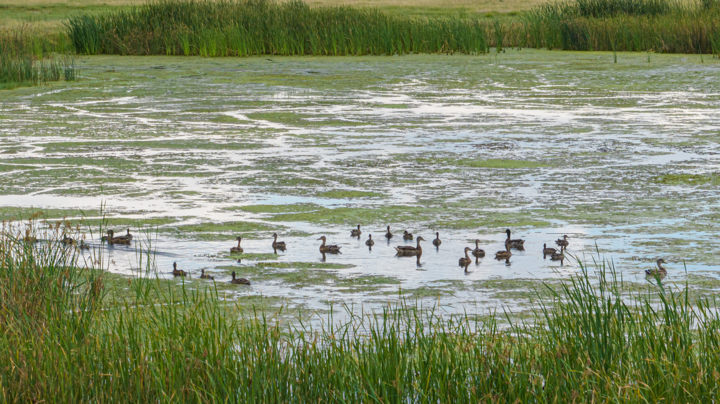 Bridgeport Waterfowl Haven | Hayden Outdoors