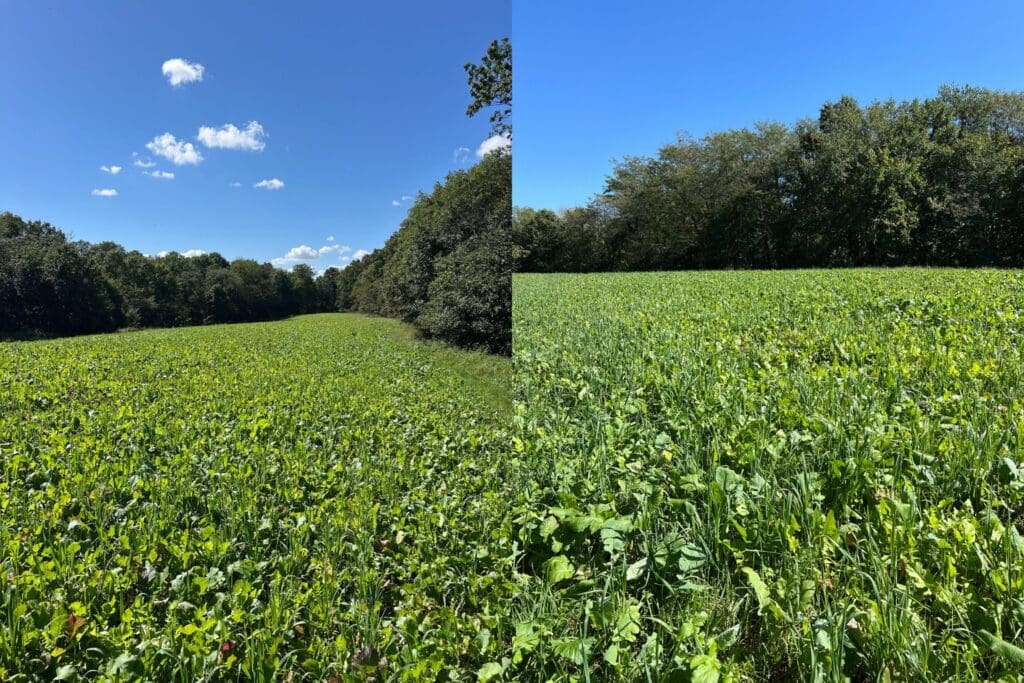 Keys to a Successful Whitetail Deer Hunting Season | Hayden Outdoors