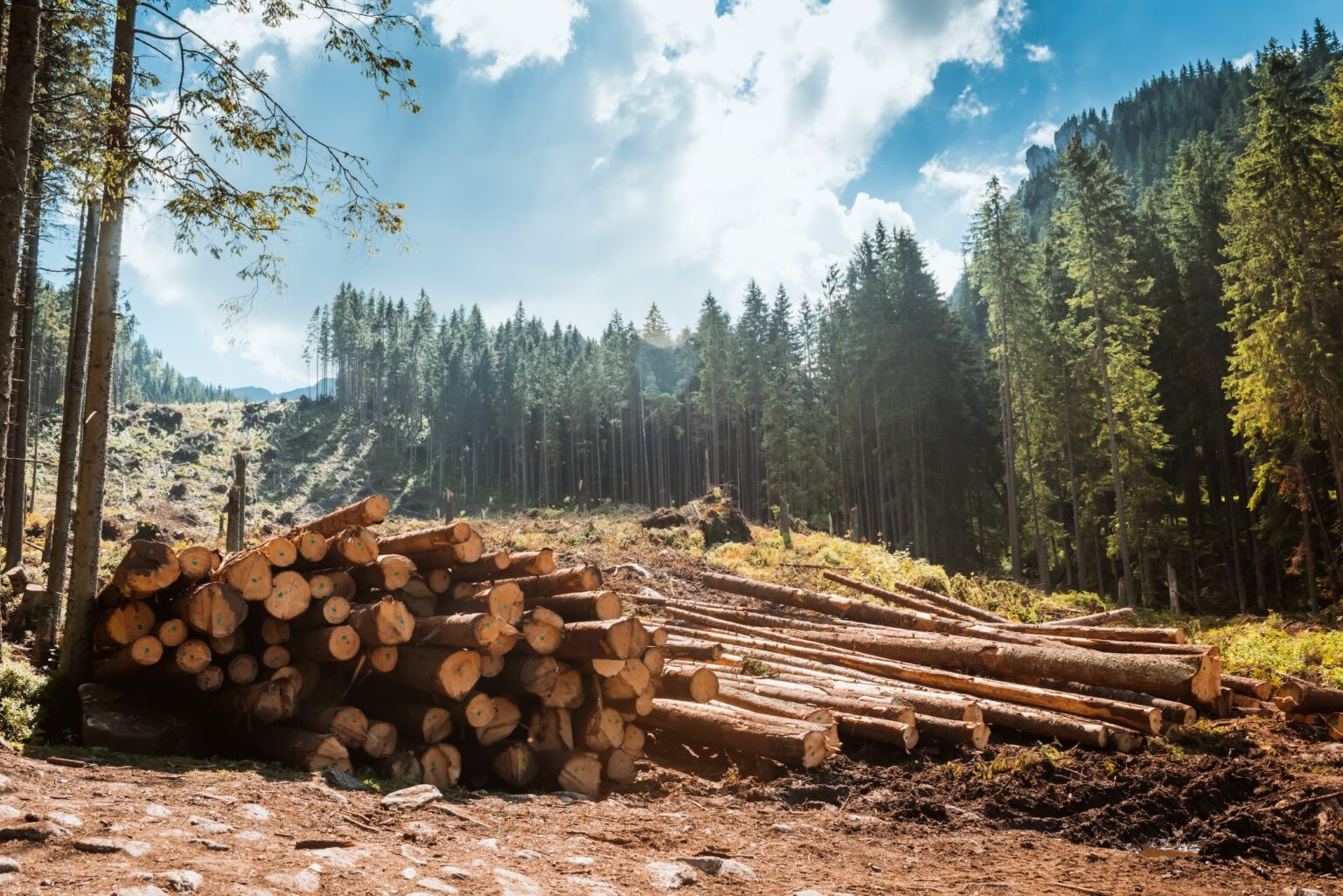 Timber Value Per Acre: How Much Money Can You Get For Your Timber?