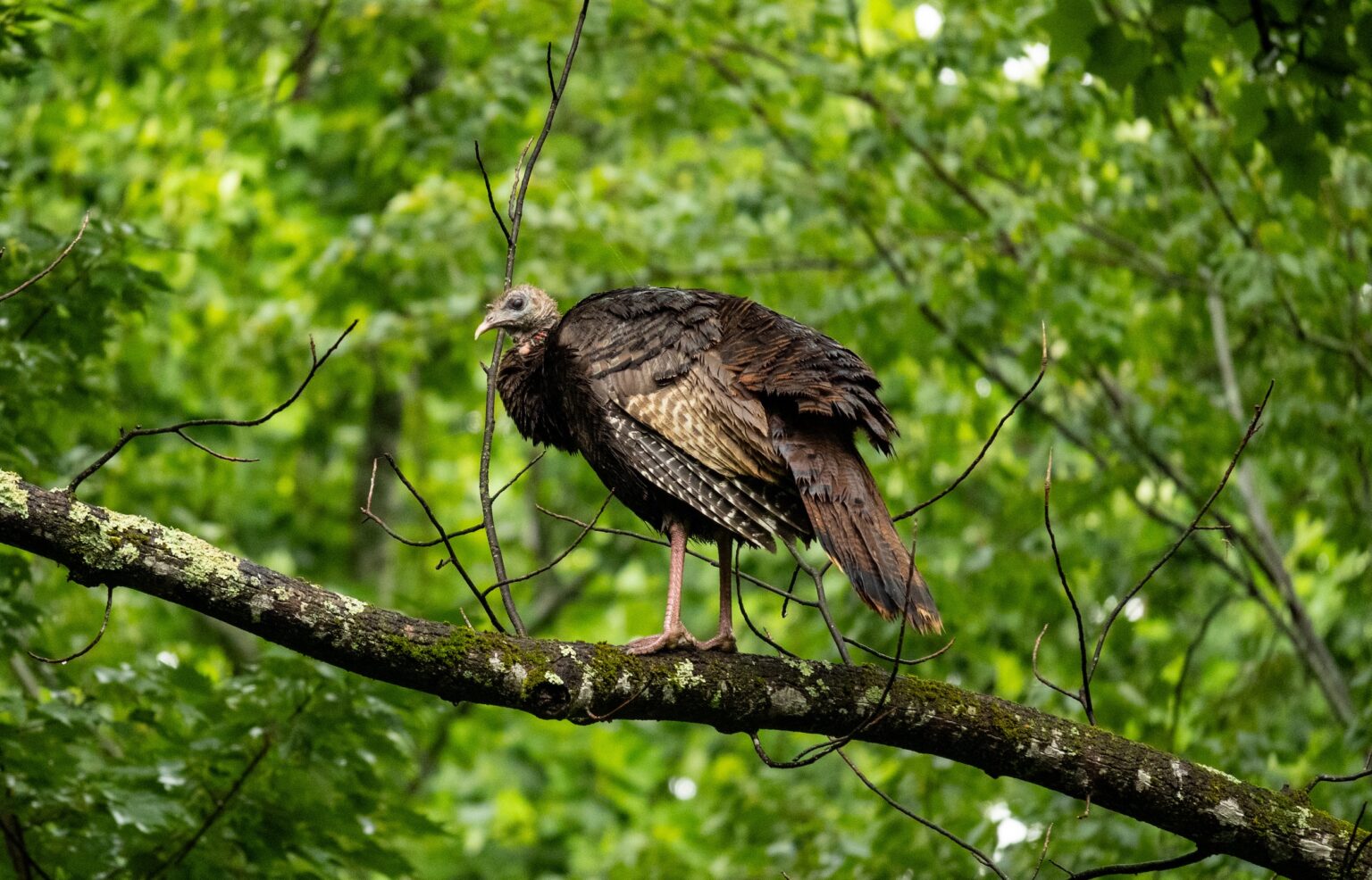 How To Roost A Turkey: Complete Hunter's Guide