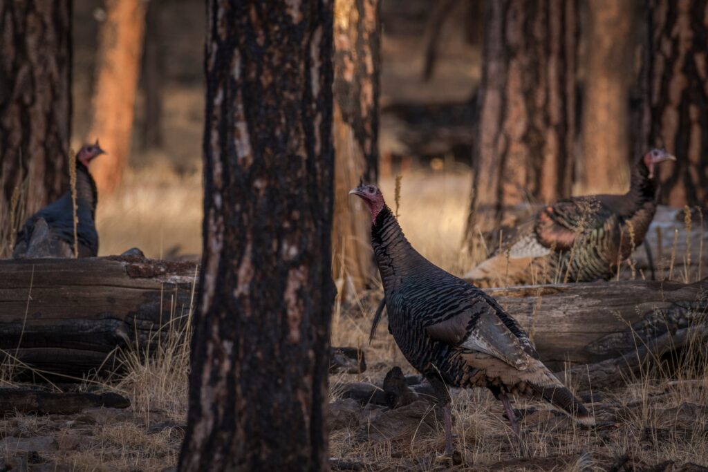 How To Roost A Turkey: Complete Hunter's Guide